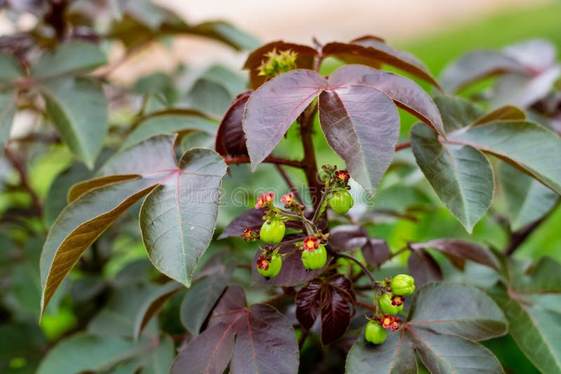 Bellyache Bush, Jatropha Gossypifolia Stock Image - Image of color ...