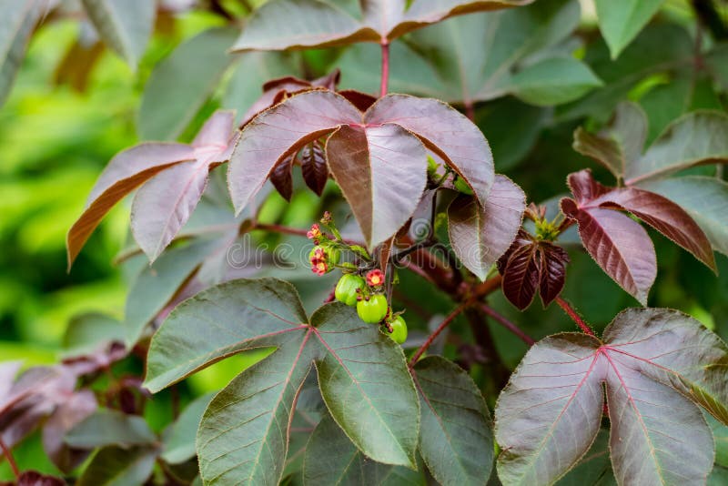 Bellyache Bush, Jatropha Gossypifolia Stock Image - Image of color ...