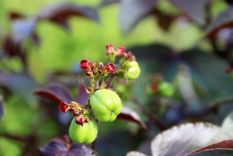 Bellyache Bush Plant, Jatropha Gossypifolia, Black Physicnut Stock ...