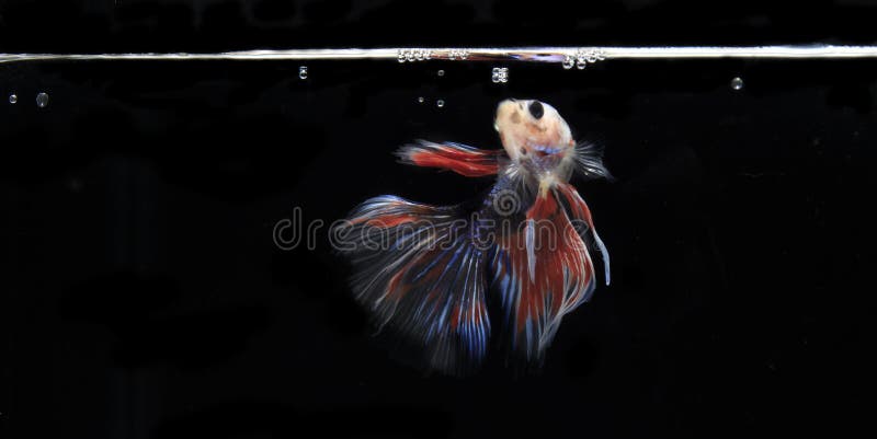 Belo Peixe-betta Rosa Ao Fundo Negro Imagem de Stock - Imagem de bonito ...
