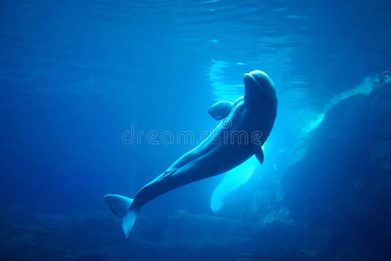 Beloega in Water in Aquarium. Atlanta, GA. Stock Foto - Image of ...