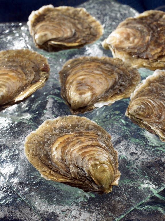 Belon flat oysters stock image. Image of finger, seafood - 23703103