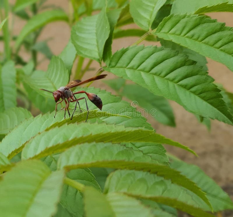 Belonogaster , Insect , Plants , Leaves Stock Photo - Image of produce ...