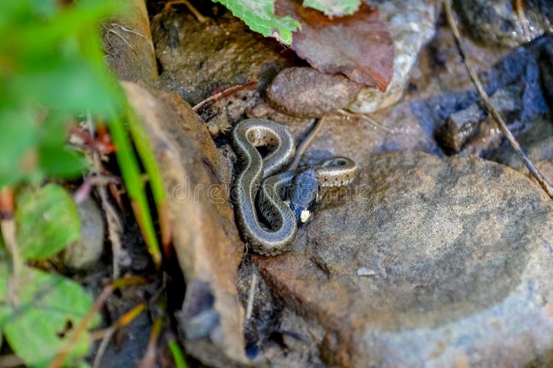 Belouska water snake stock photo. Image of england, floor - 324190760