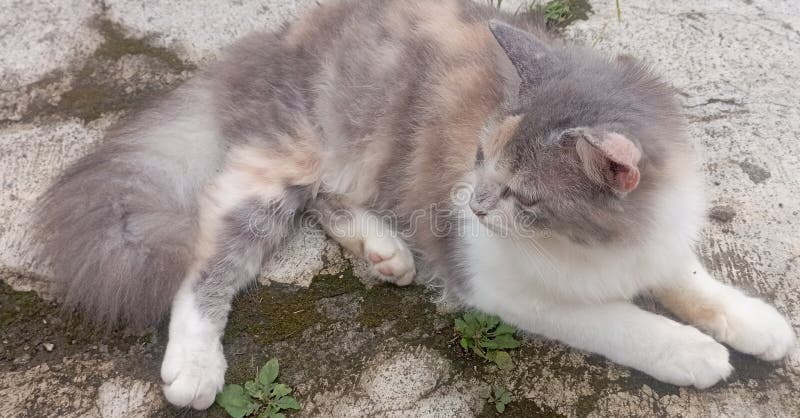 Beloved Cat Relaxing in the Yard is Feeling Comfortable Stock Image ...