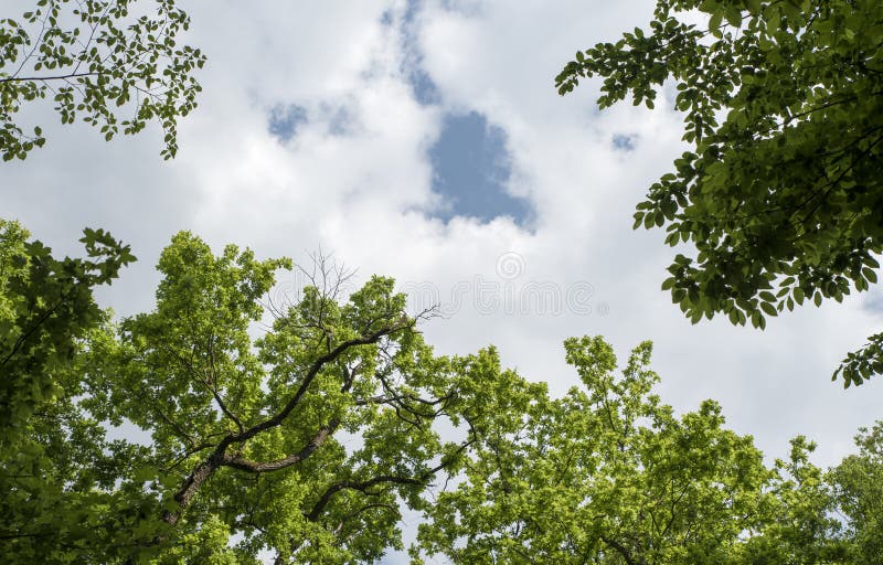 From Below Amazing View of High Verdant Woods in Forest Stock Image ...