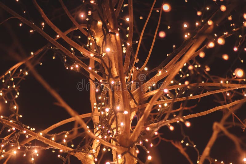 From Below Fairy Lights Wrapped Around Branches of Autumn Tree at Night ...