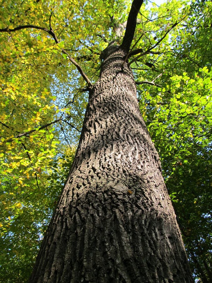 Below the Oak stock photo. Image of quercus, growth, wood - 45602724