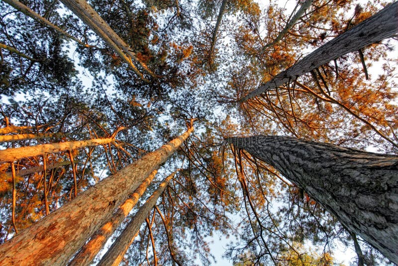 Below Pine Tree in Forest at Fall Stock Photo - Image of park, pine ...
