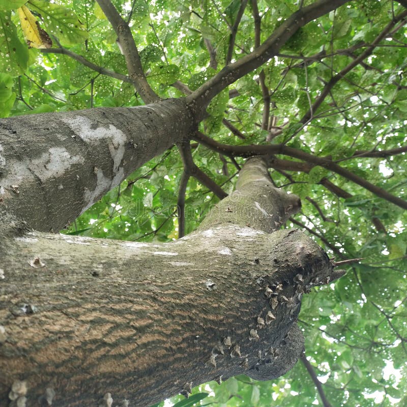 Below the tree stock photo. Image of trunk, nature, wood - 283426462
