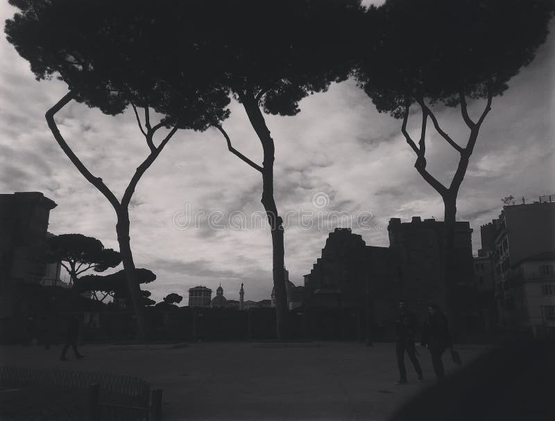 Cyprus Trees Rome Stock Photos - Free & Royalty-Free Stock Photos from ...