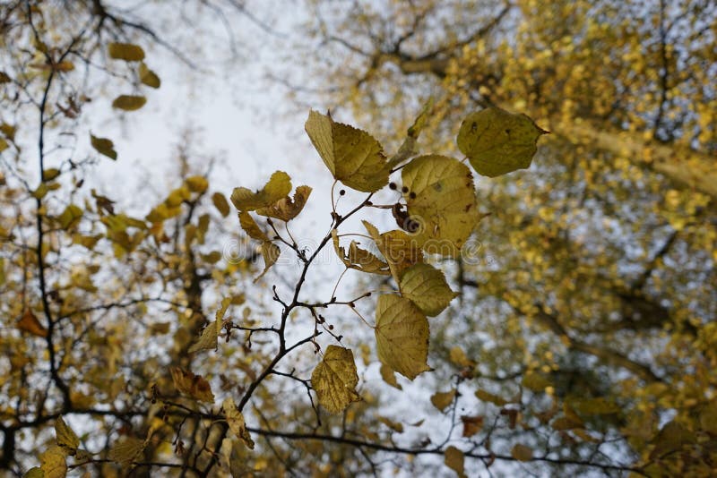 Below view of fall trees stock image. Image of bright - 258058215