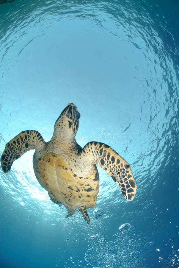 Below View of a Swimming Hawksbill Turtle Stock Image - Image of adult ...