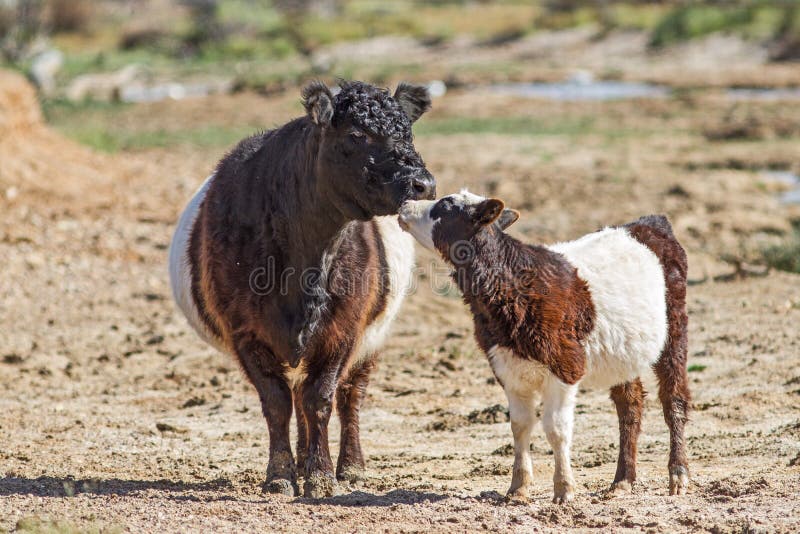 A Belted Galloway Cow stock photo. Image of brown, domestic - 31417212