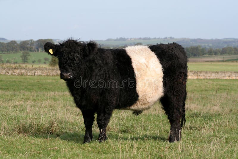 Belted Galloway Cow stock photo. Image of pedigree, farm - 1376970