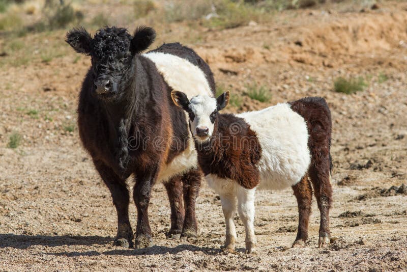 Belted Galloway Cattle stock photo. Image of pasture - 189165132