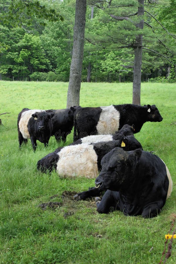 A Belted Galloway Cow stock photo. Image of brown, domestic - 31417212