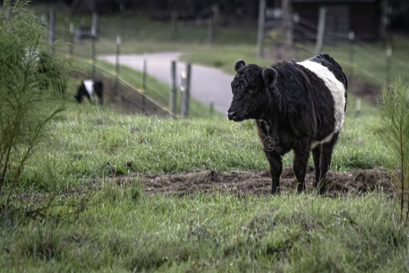 Belted Galloway heifer stock photo. Image of space, heifer - 256295942
