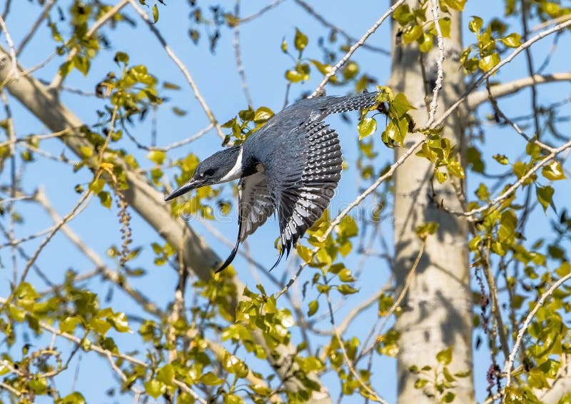 A Belted Kingfisher Bird Swooping Down in Flight from a Spring Tree ...