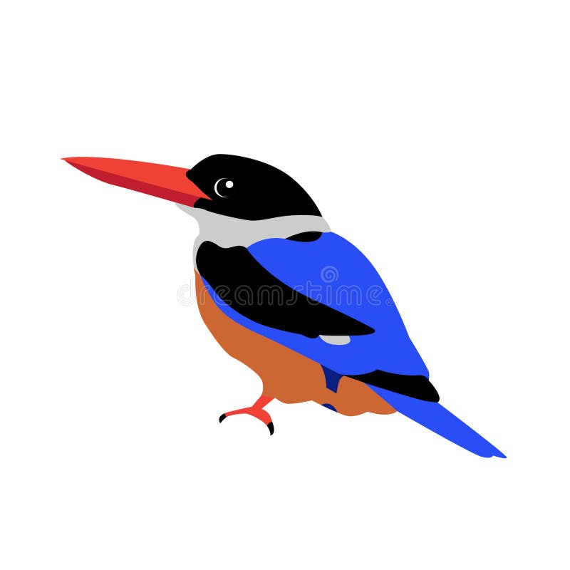 Belted Kingfisher Bird Vector Stock Vector - Illustration of friendly ...