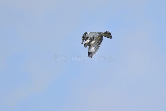 Belted Kingfisher Ready To Dive Down Stock Photo - Image of feathers ...