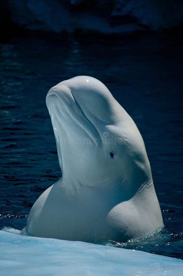 Beluga stock image. Image of antarctic, ocean, wild, mammal - 38012731