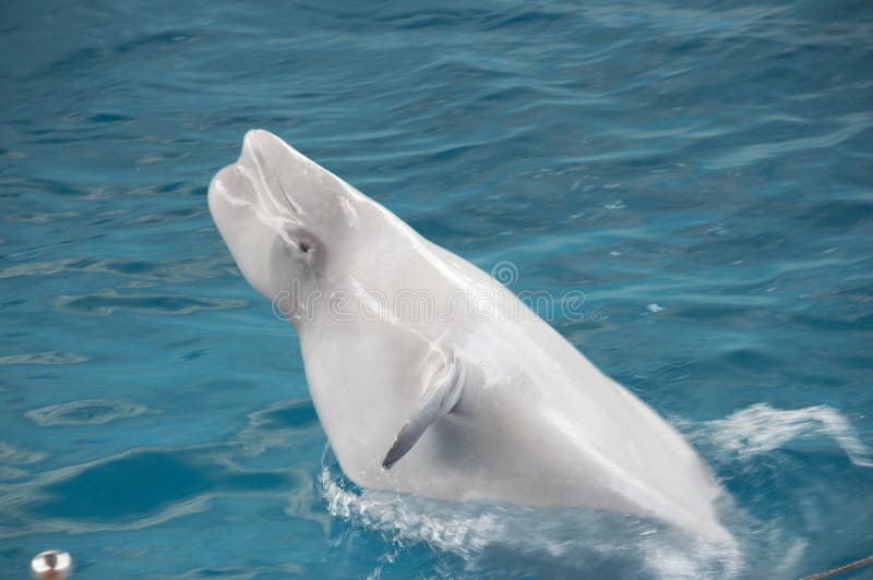 Beluga whale tail stock photo. Image of arctic, belugas - 104872