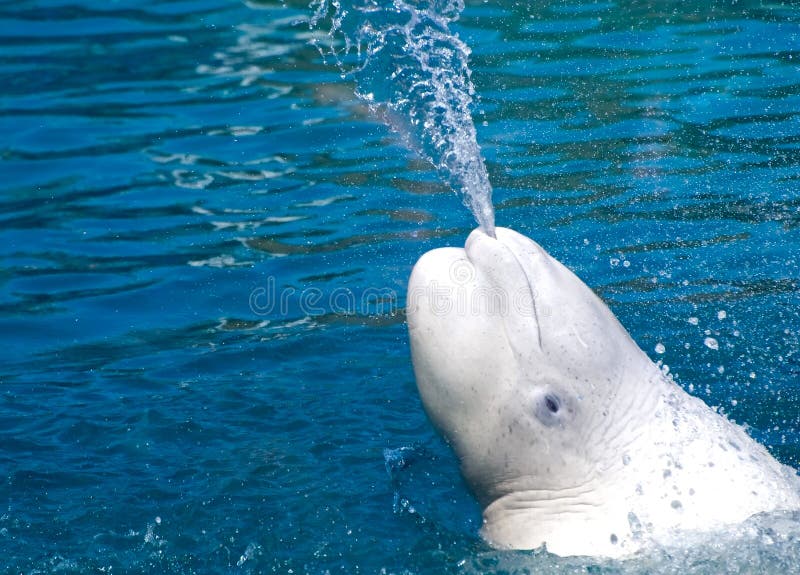 Ballena Beluga Ballena Blanca Foto de archivo - Imagen de pares, feliz ...