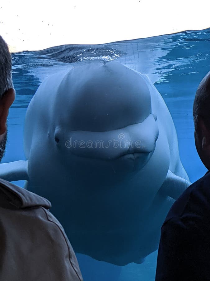 Beluga bubbles stock image. Image of kiss, beluga, whale - 164014887