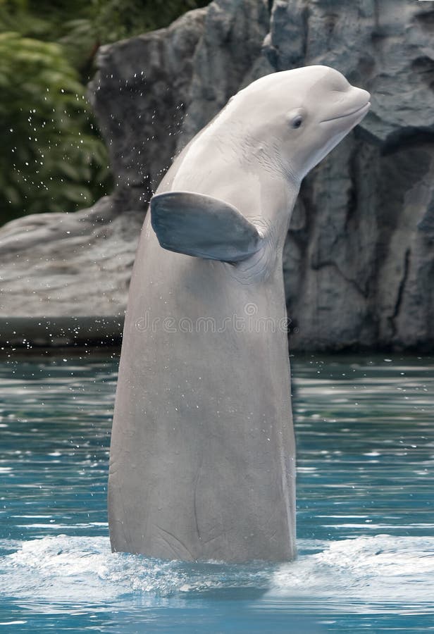 Beluga, Fish of the White Whales Stock Image - Image of species ...