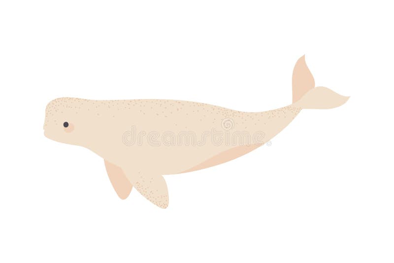 Beluga isolated icon stock vector. Illustration of wildlife - 258206865