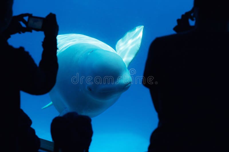 Beluga mit Touristen stockfoto. Bild von kamera, spielerisch - 36522132