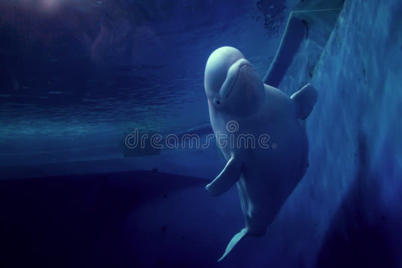 Beluga Whales White Whale Water Stock Images - Download 53 Royalty Free ...