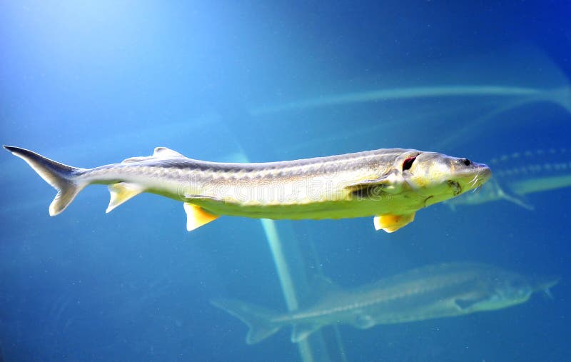 10,847 Sturgeon Fish Stock Photos - Free & Royalty-Free Stock Photos ...