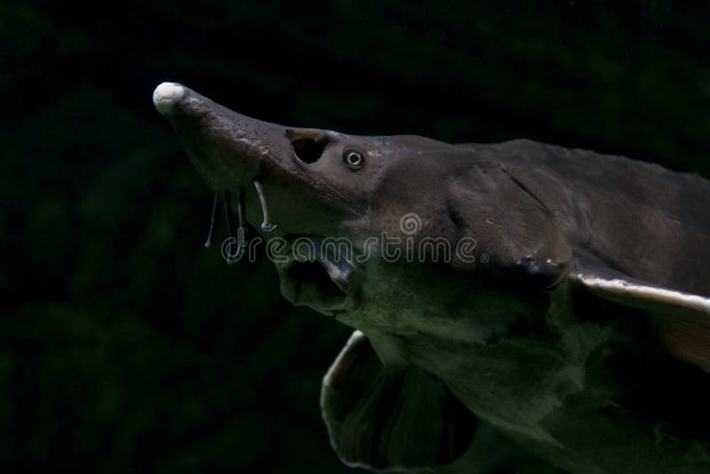 Beluga Sturgeon Stock Photos - Download 1,484 Royalty Free Photos