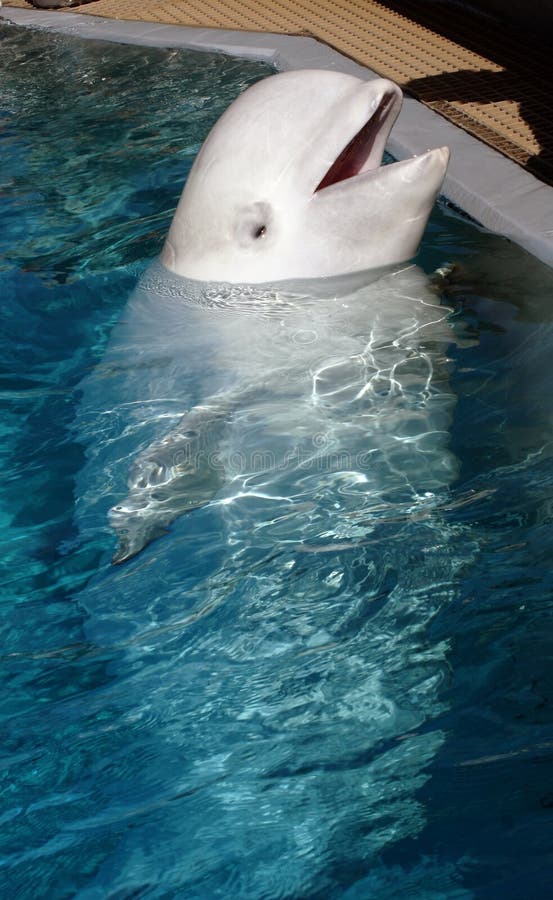 Beluga whale stock image. Image of fish, diving, beluga - 11112383