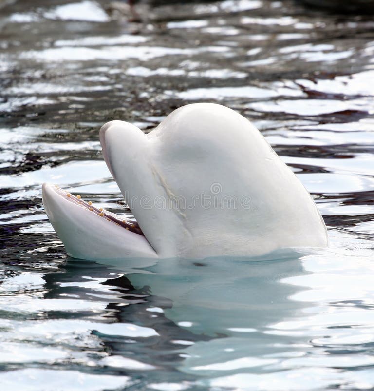 286 Blue Whale Eat Stock Photos - Free & Royalty-Free Stock Photos from ...