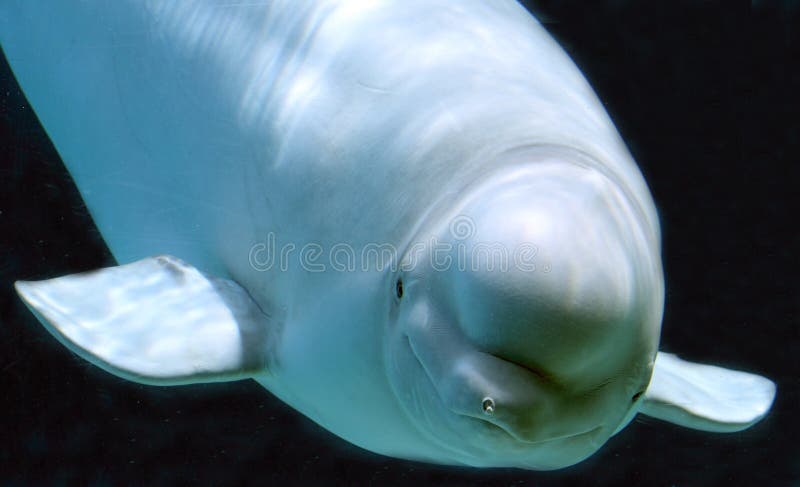 Beluga Whale stock image. Image of look, fins, beluga - 14844501