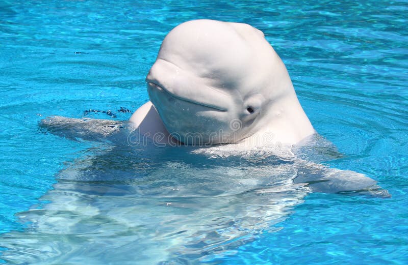 Beluga Whale stock image. Image of look, fins, beluga - 14844501