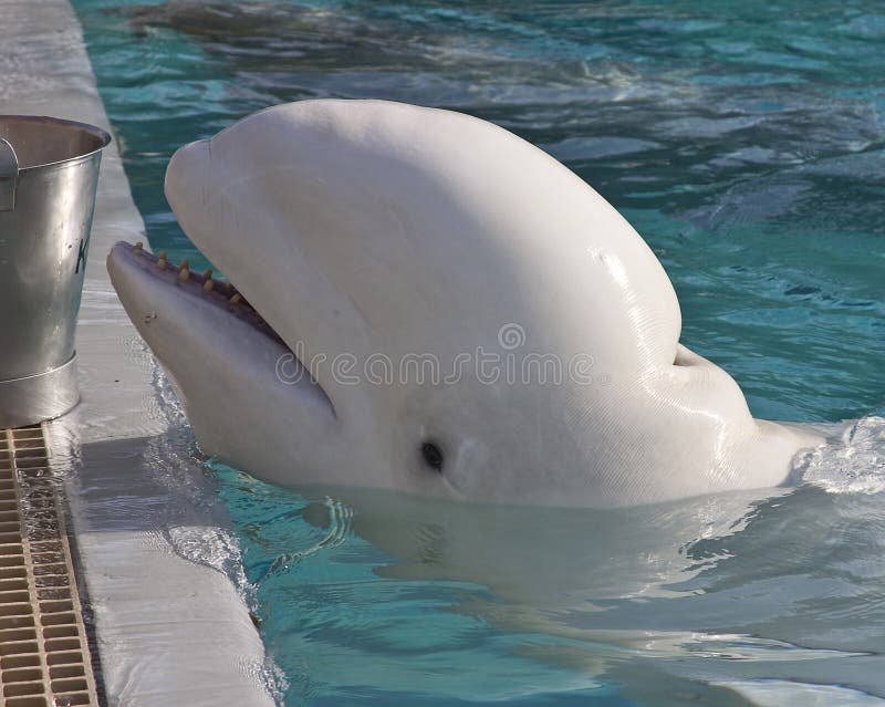 Beluga whale stock image. Image of head, beauty, beach - 21875995