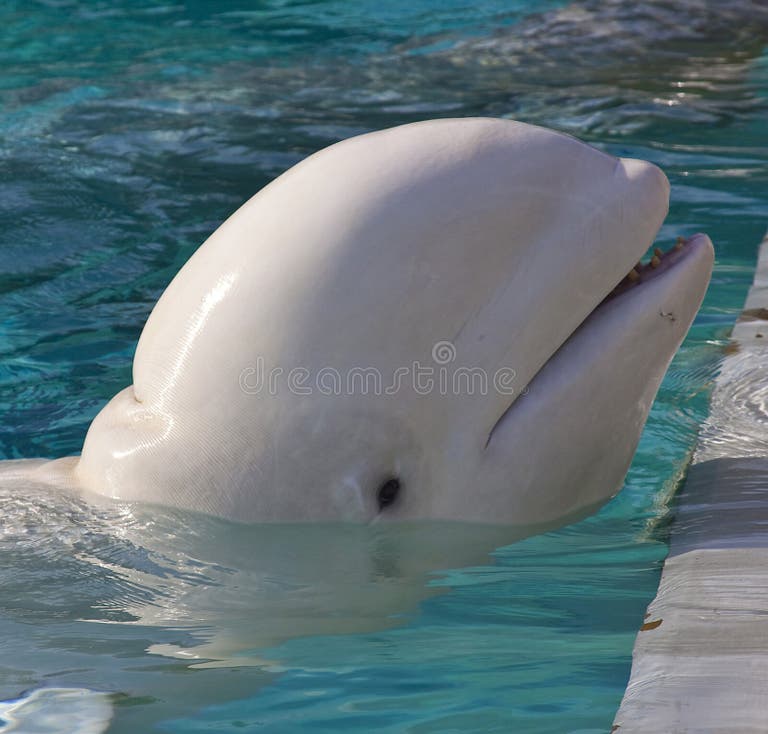 294 Cute Beluga Whale Stock Photos - Free & Royalty-Free Stock Photos ...