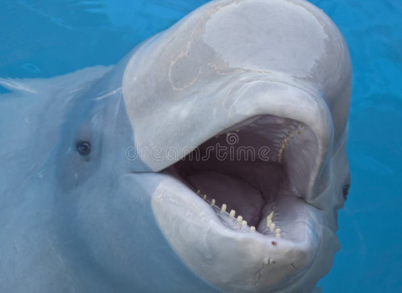 Beluga Whales Smiling