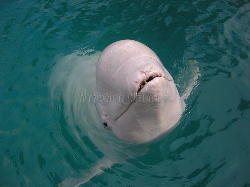 White Beluga stock photo. Image of beluga, leucas, whales - 10765314