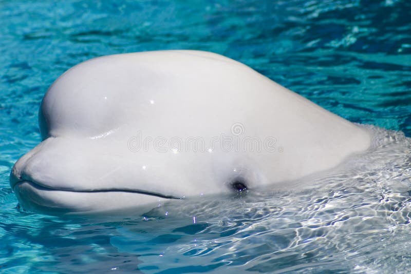 Killer whale jumping stock photo. Image of vacation, marine - 4010728