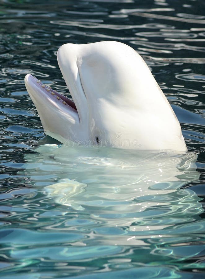 18+ Beluga whale Free Stock Photos - StockFreeImages