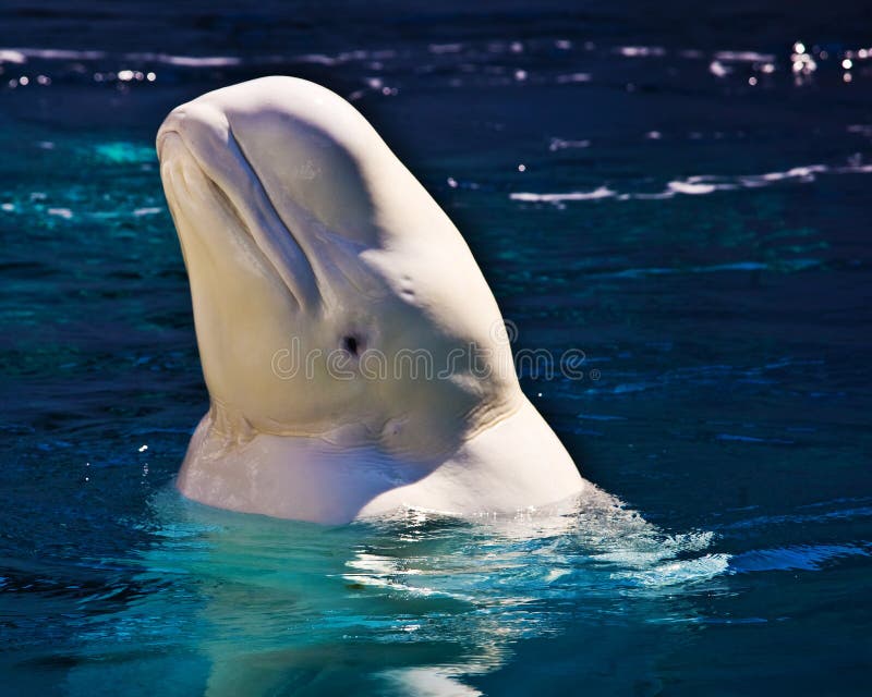 Beluga whale tail stock photo. Image of arctic, belugas - 104872