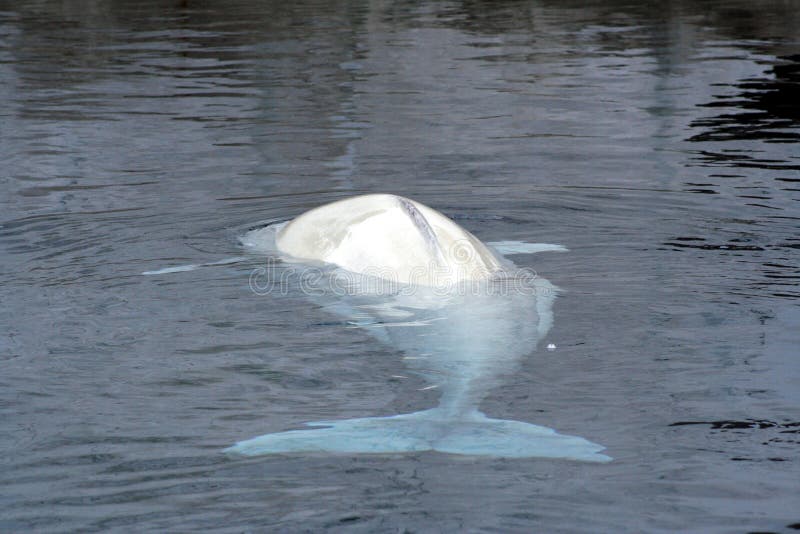 Beluga whale tail stock photo. Image of arctic, belugas - 104872