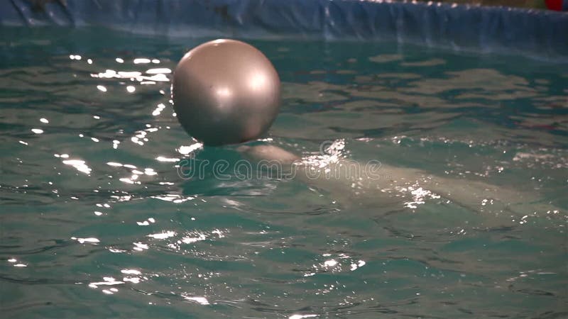 Beluga Whale Jumping and Diving in Swimming Pool on Performance in ...