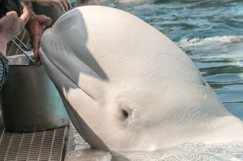 Beluga Whale (Delphinapterus Leucas) Stock Image - Image of blue ...