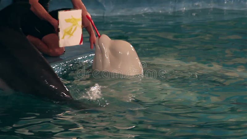 Beluga Whale Jumping and Diving in Swimming Pool on Performance in ...
